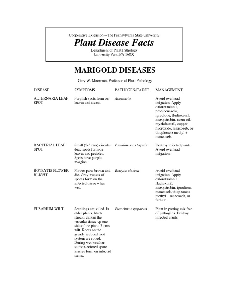 Marigold Diseases | Branches Of Botany | Horticulture And Gardening