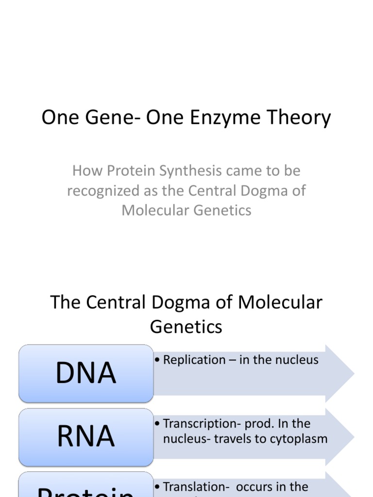 One Gene-One Enzyme Hypothesis Explained | PDF | Genetic Code | Gene