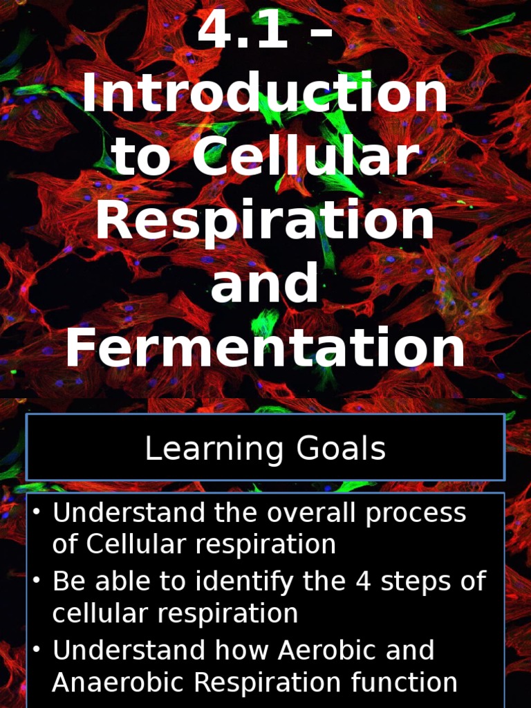 4.1 - Intro To Cellular Respiration and Glycolysis | PDF | Cellular ...
