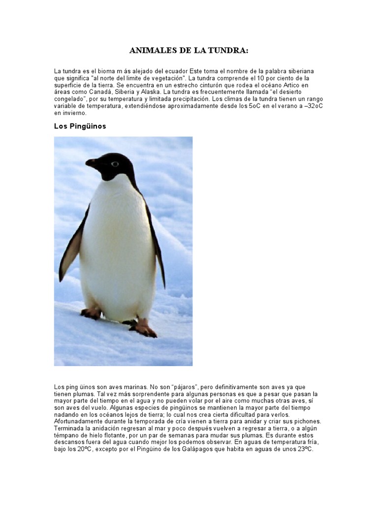 Animales de La Tundra | PDF | Aves | Tetrápodos