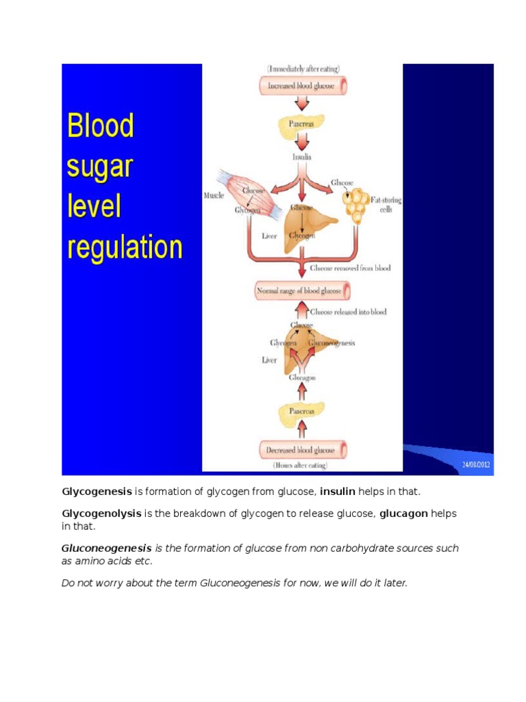 Blood Sugar Homeostasis | PDF