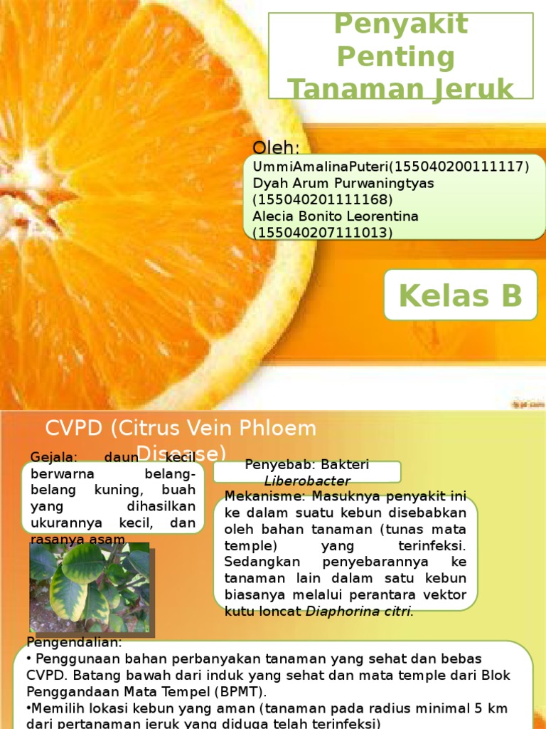 HPPT Penyakit Penting Pada Jeruk | PDF