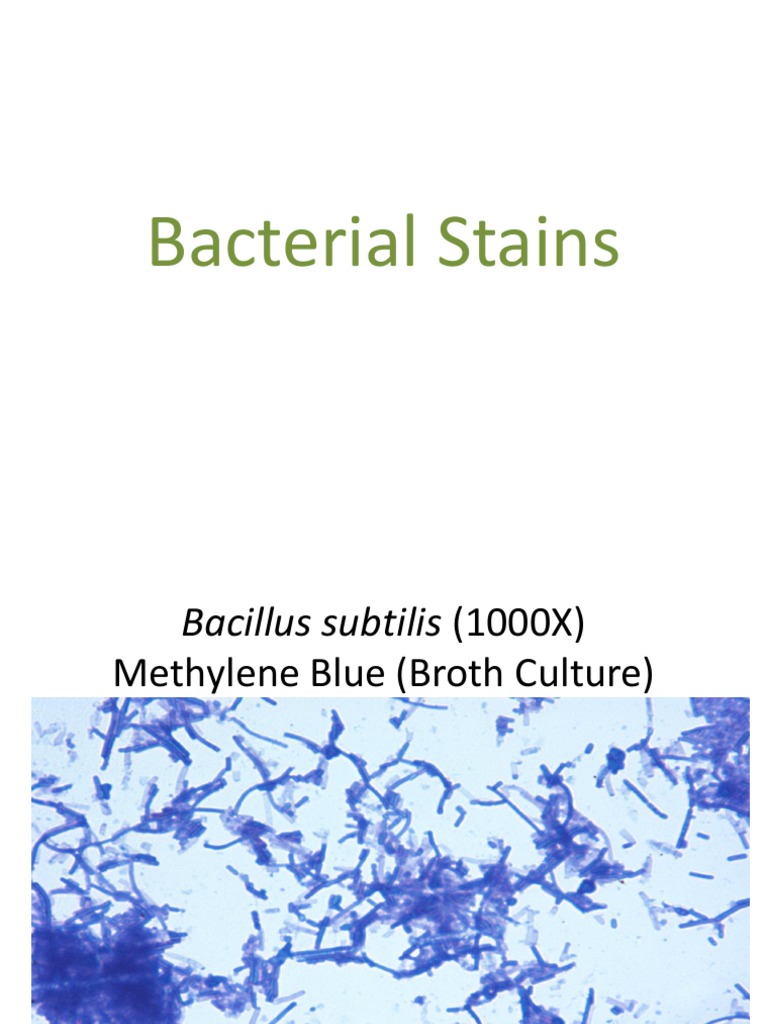 Bacillus Subtilis Gram Stain 1000x