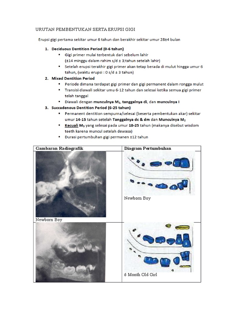 Urutan Pembentukan Serta Erupsi Gigi: Gambaran Radiografik Diagram ...