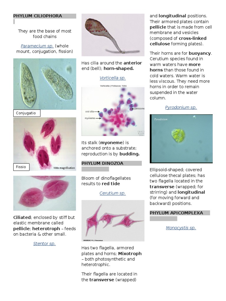 Paramecium SP.: Phylum Ciliophora Pellicle That Is Made From Cell | PDF ...