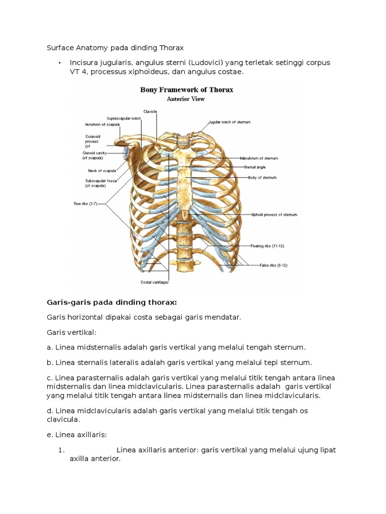 Musculus Dinding Thorax | PDF