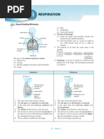 Respiratory System Worksheet | PDF | Lung | Breathing