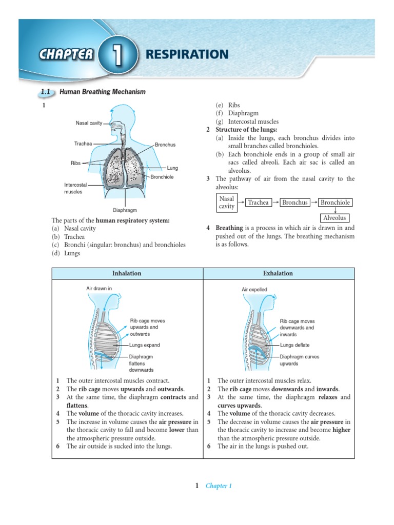 Chapter1 F3 | PDF | Lung | Respiratory System