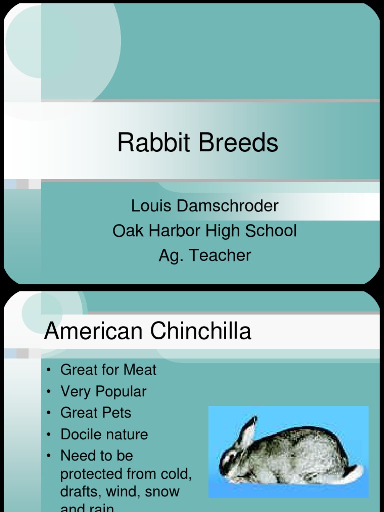 Rabbit Breeds | PDF | Rabbits And Hares | Animal Breeds