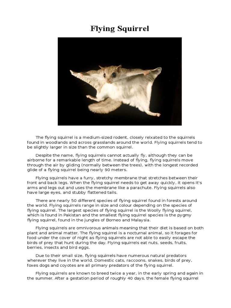 Flying Squirrel | PDF | Squirrel | Predation