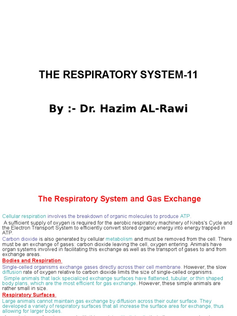 Respiratory System | PDF | Lung | Respiratory System
