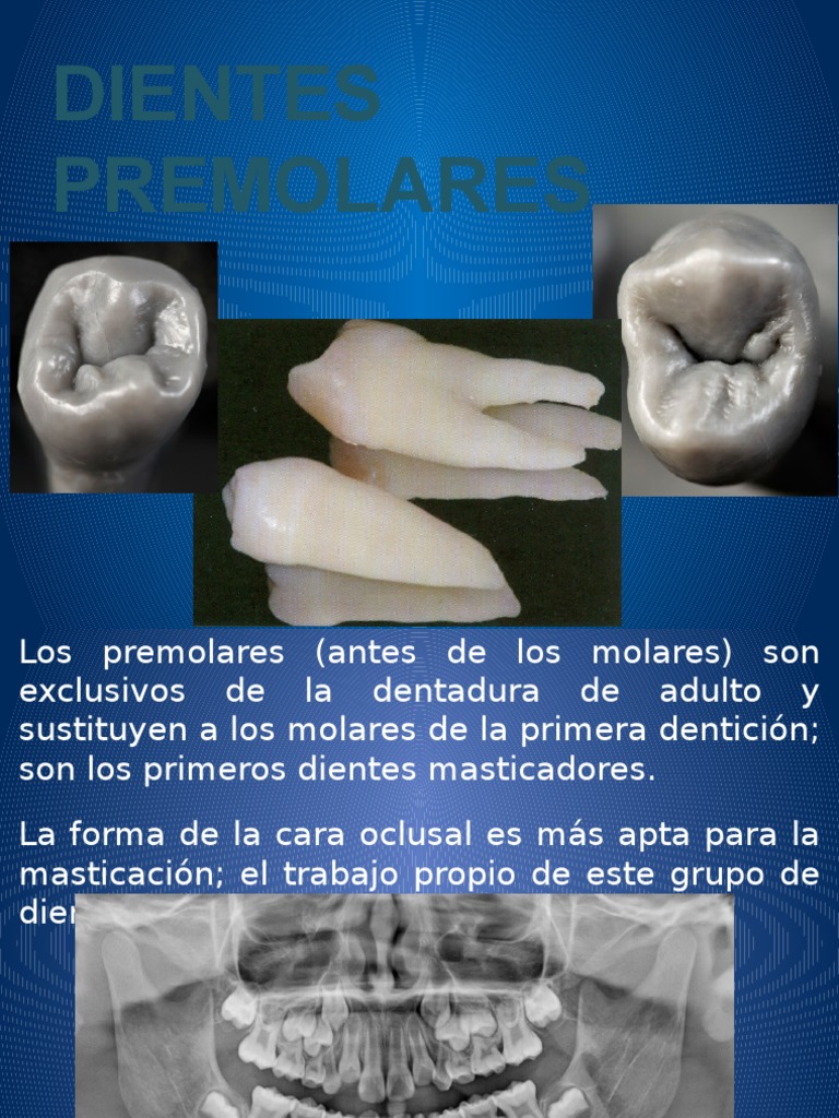 Premolar Es | Anatomia dental | Boca