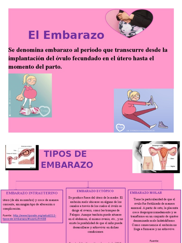 Etapas Del Embarazo