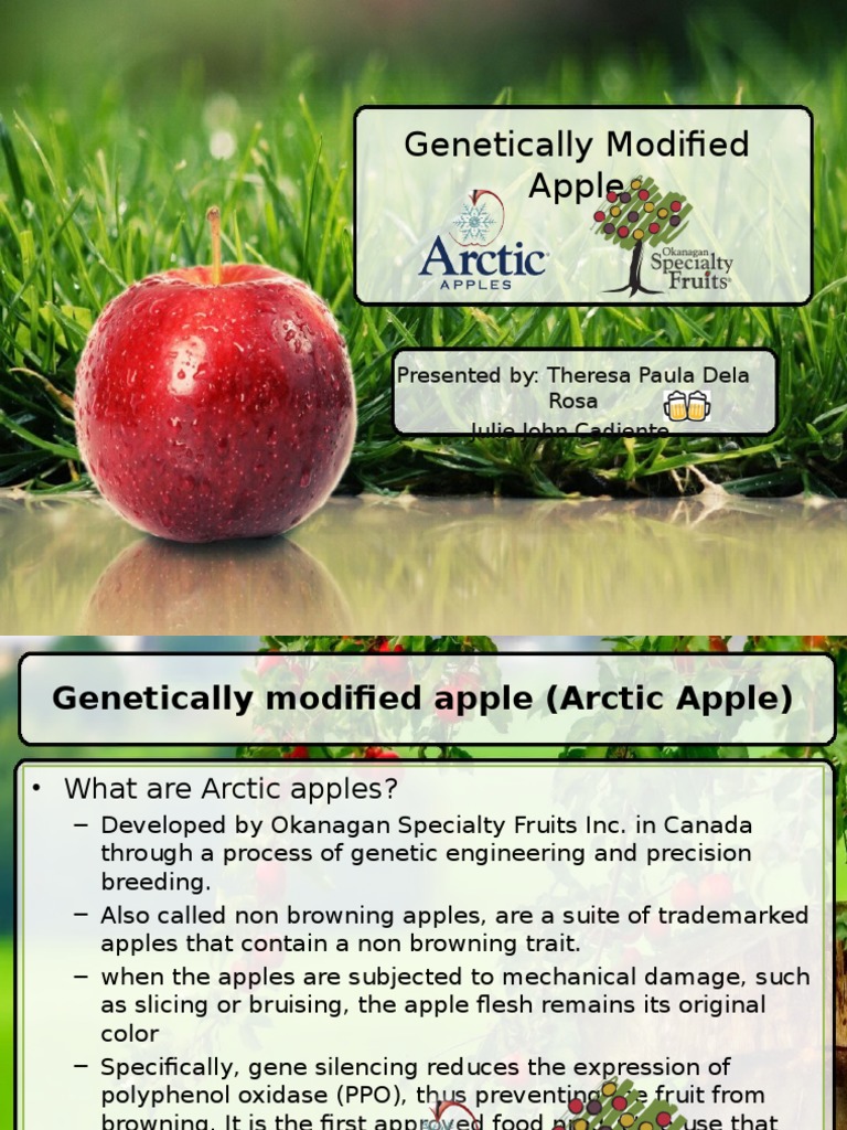 Genetically Modified Apples: An Introduction to Arctic Apples and Their ...