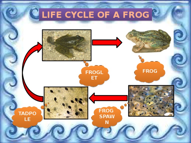 Life Cycle of A Frog | PDF