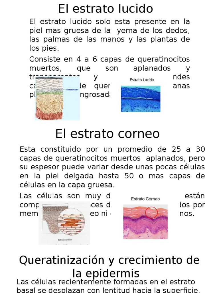 Función y características del estrato lúcido | PDF