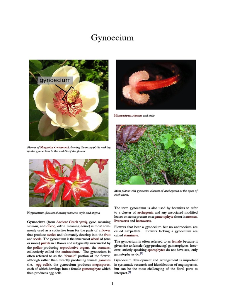 Gynoecium | Plant Morphology | Biological Interactions