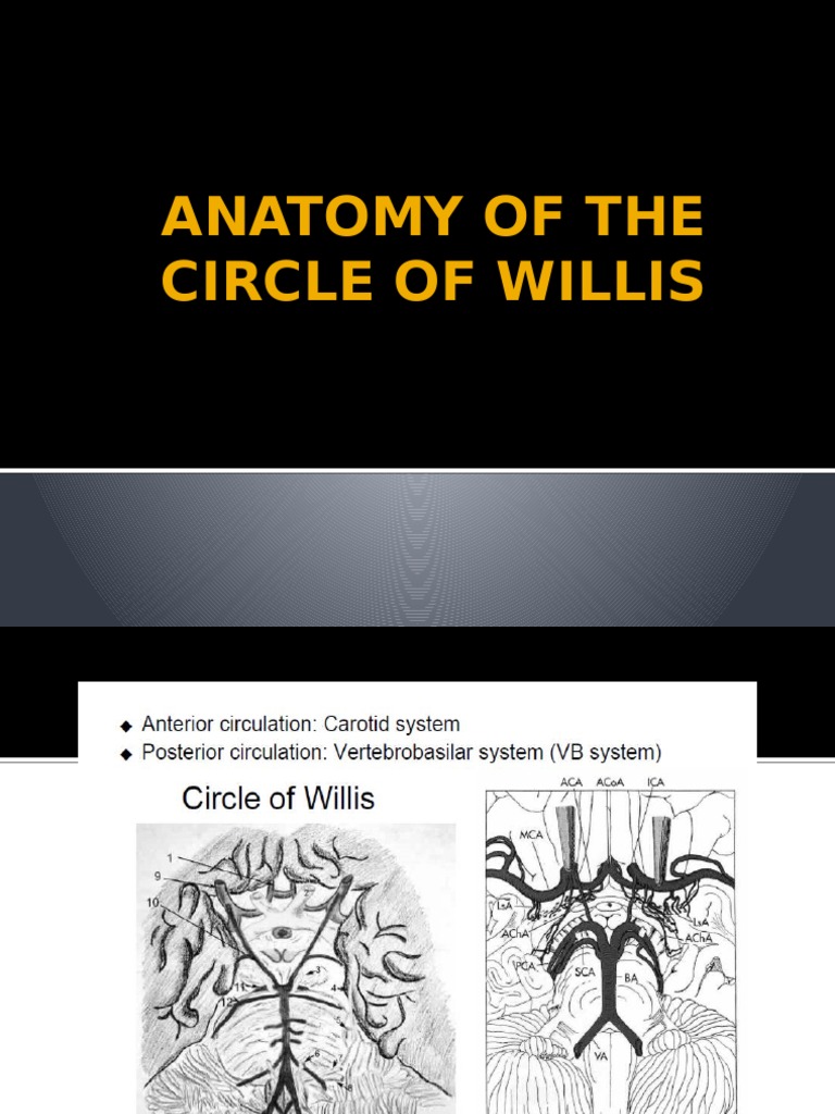 Cns - Circle of Willis | PDF