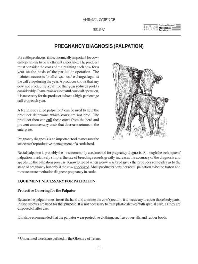 Cattle Pregnancy Palpation Guide | PDF | Uterus | Ovary