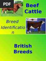Official List of Breed Codes For Bovine: Beef Breeds | PDF | Livestock | Mammal Breeds