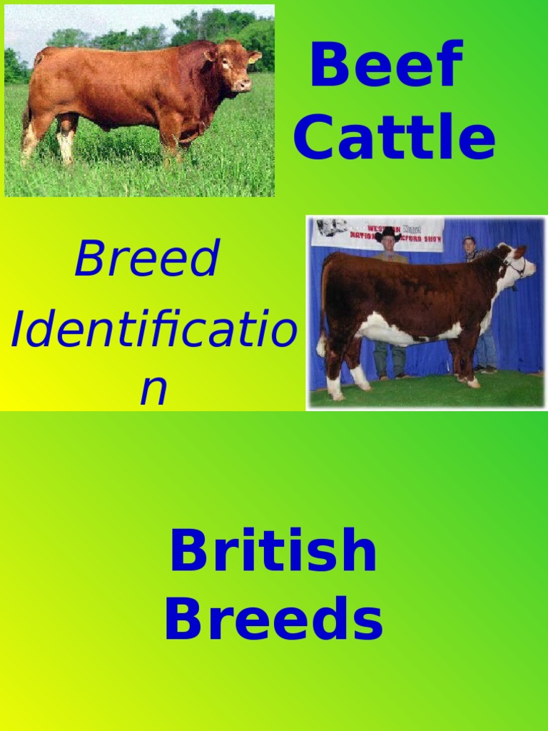 Beef Breeds | PDF | Bovines | Livestock