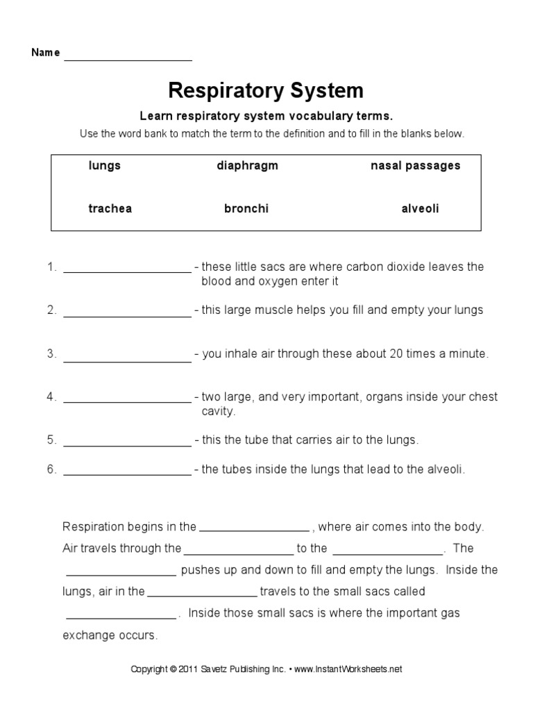 Respiratory System Worksheet Fill-In | PDF