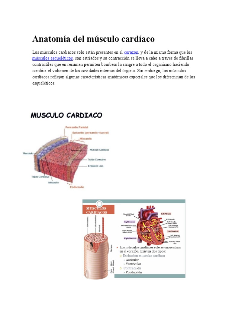 Anatomía Del Músculo Cardíaco | PDF | Corazón | Músculo cardíaco