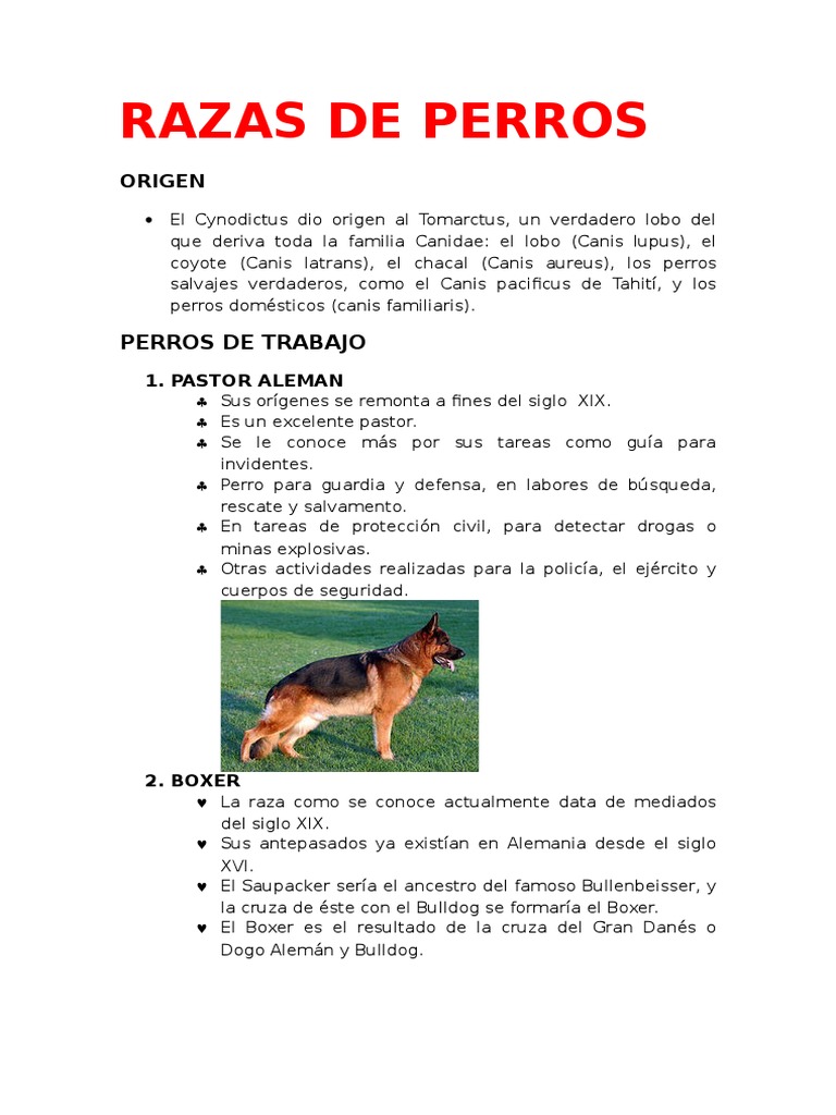 Razas de Perros | PDF | Beagle | Carnívoros de europa
