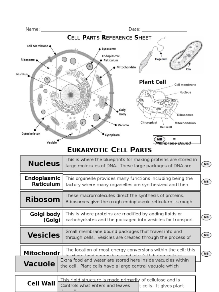 Eukaryotic and Prokaryotic Cell Parts | PDF | Science & Mathematics ...