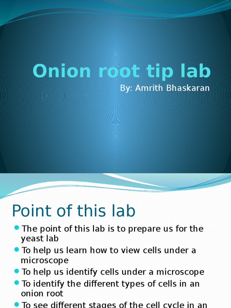 Onion Root Tip Cell Cycle Lab | PDF