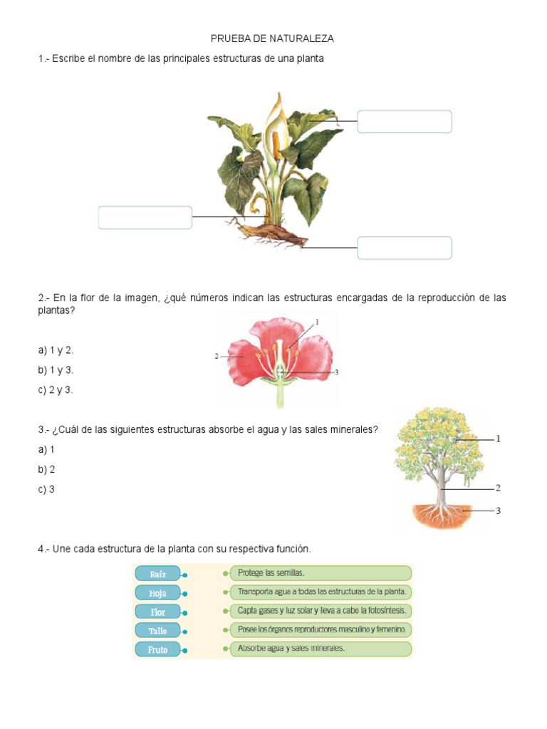 Prueba de Las Plantas 2 | PDF