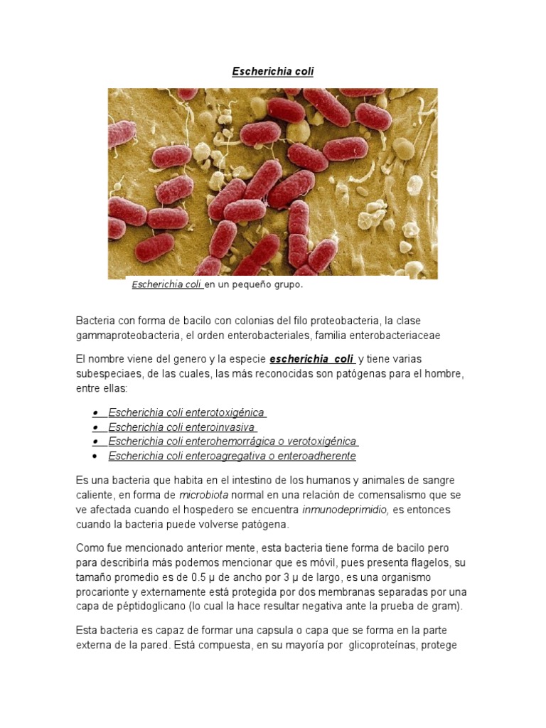 Escherichia Coli | PDF | Plásmido | Escherichia coli