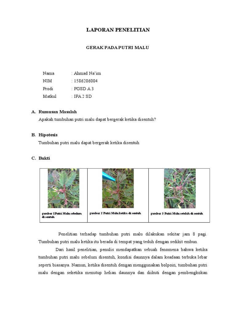 Laporan Penelitian Putri Malu | PDF