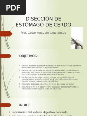 Hojas De Trabajo De Disección De Cerdos