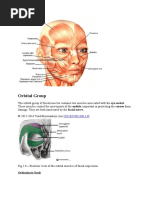 Facial Muscles Lateral View Diagram | PDF | Soft Tissue | Human Anatomy