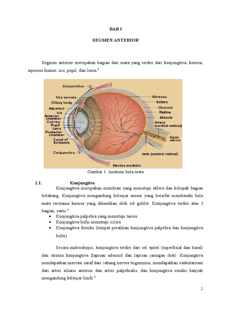 Anatomi Segmen Anterior Mata Buat Penglihatan | PDF
