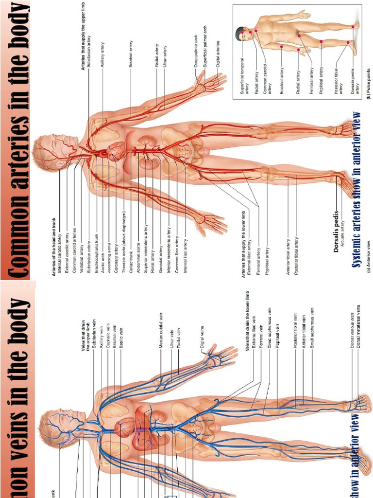 Anterior View of Systemic Arteries and Veins | PDF