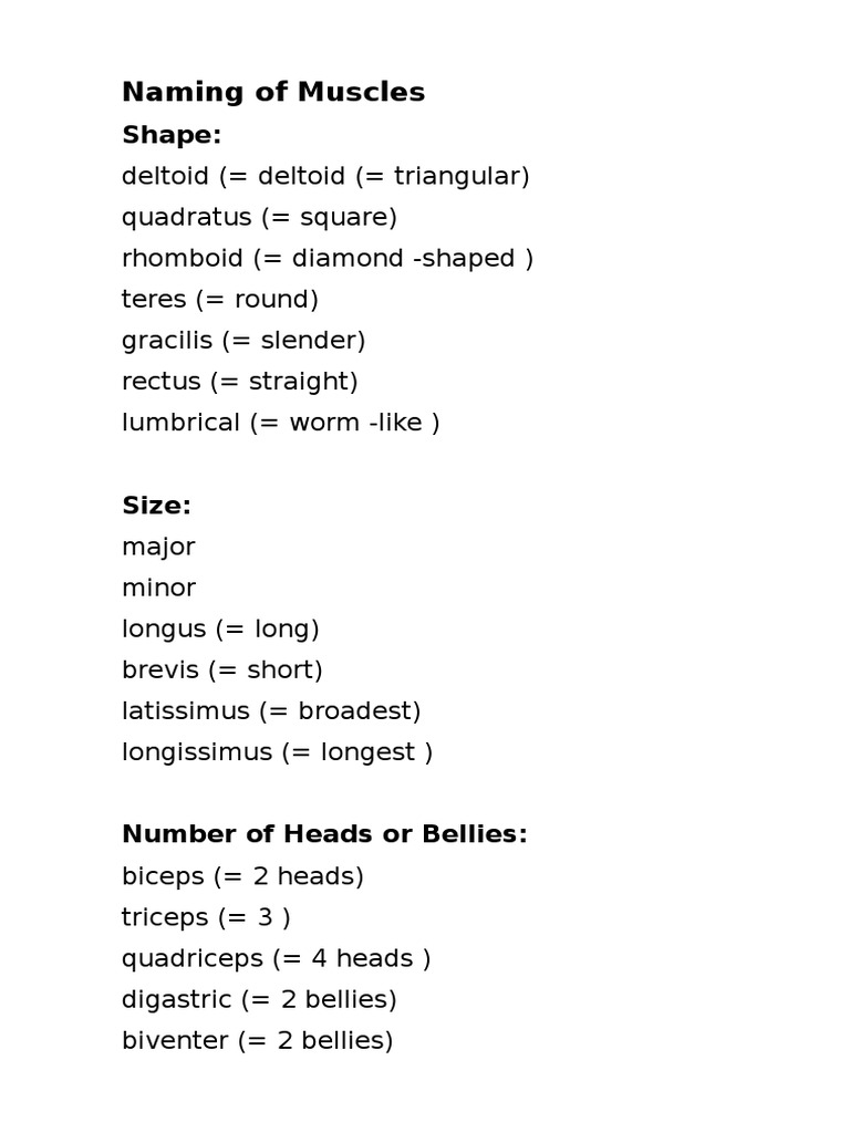 Muscle Naming Conventions Explained | PDF | Career & Growth | Foreign ...