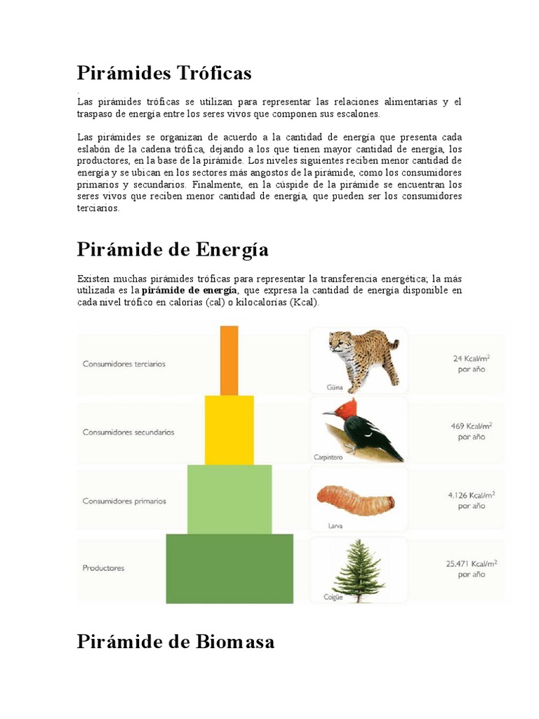 Pirámides Tróficas | Biomasa | Caloría