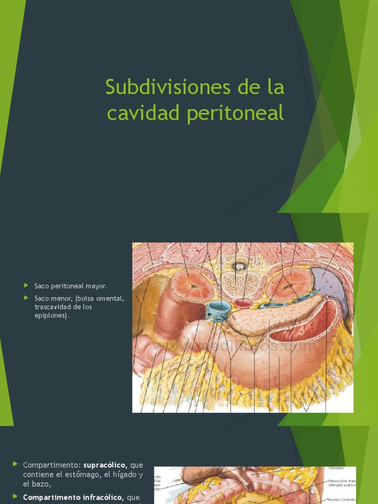 Subdivisiones de La Cavidad Peritoneal