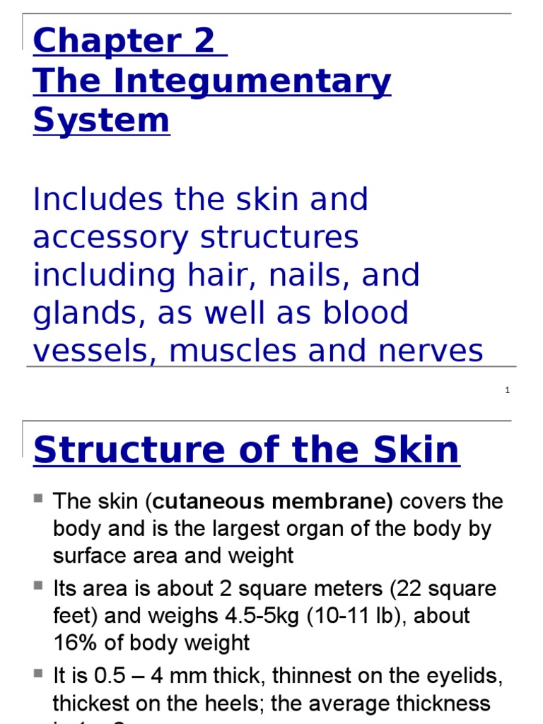 Integumentary System 15 16 | PDF | Skin | Integumentary System