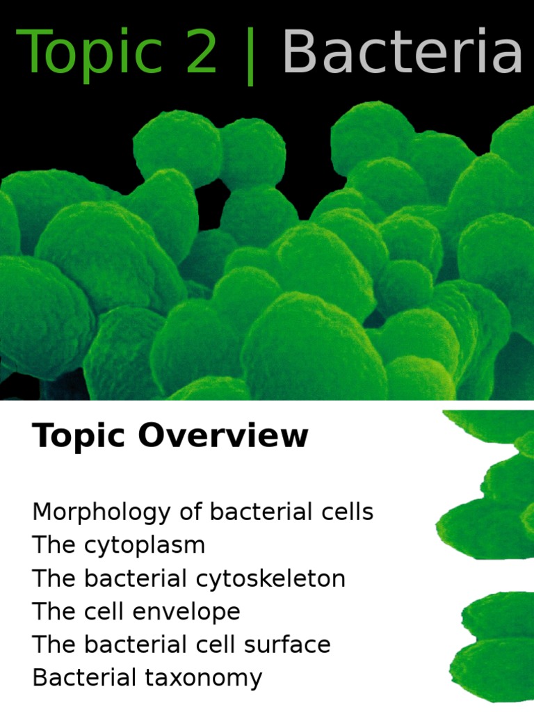Topic+2+Bacteria For Students | PDF | Cell Membrane | Bacteria