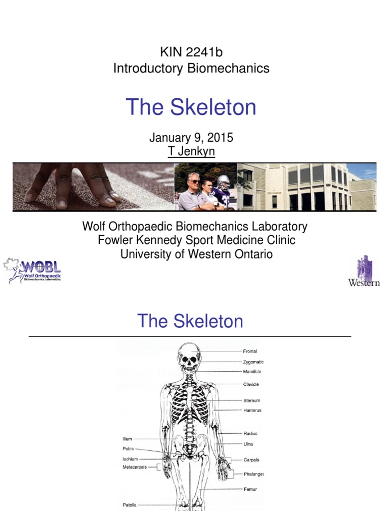 The Skeleton: KIN 2241b Introductory Biomechanics | PDF | Bone | Pelvis