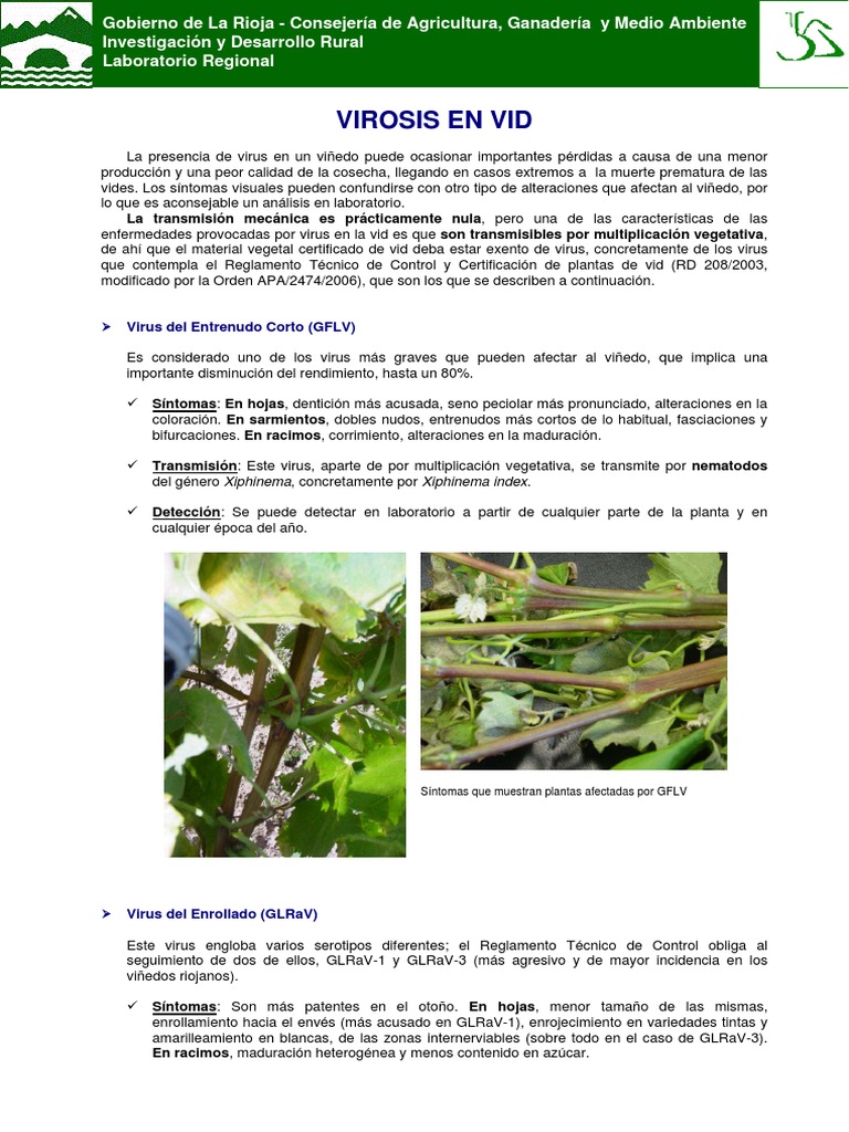 Virosis en la Vid: Detección y Control | PDF | Viticultura | Virus