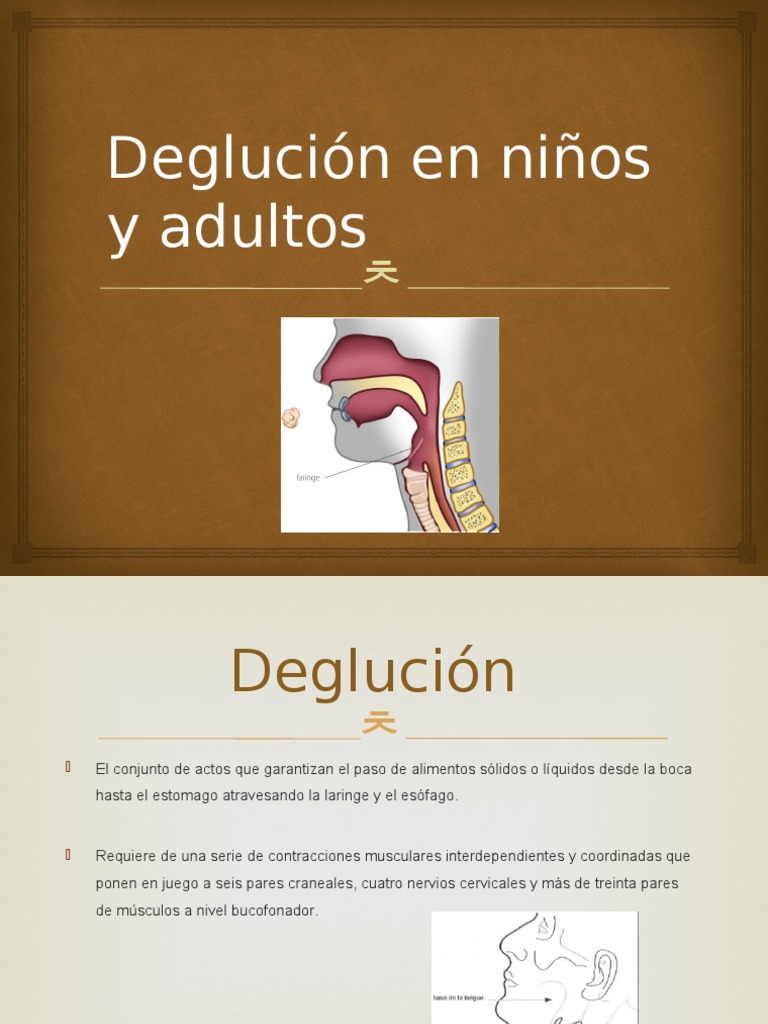 Deglución en Niños y Adultos Diapositivas | Esófago | Anatomía humana