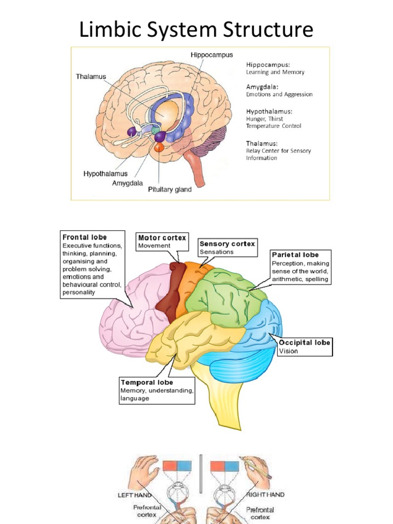 Limbic System Structure Overview | PDF