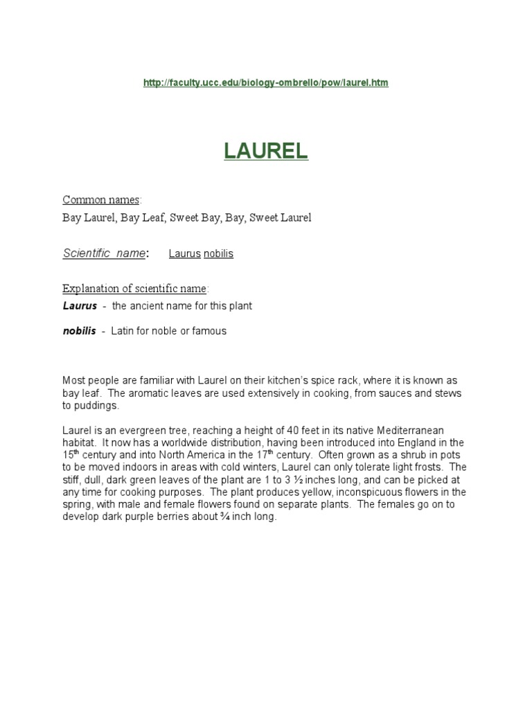Laurel: Common Names: Bay Laurel, Bay Leaf, Sweet Bay, Bay, Sweet ...