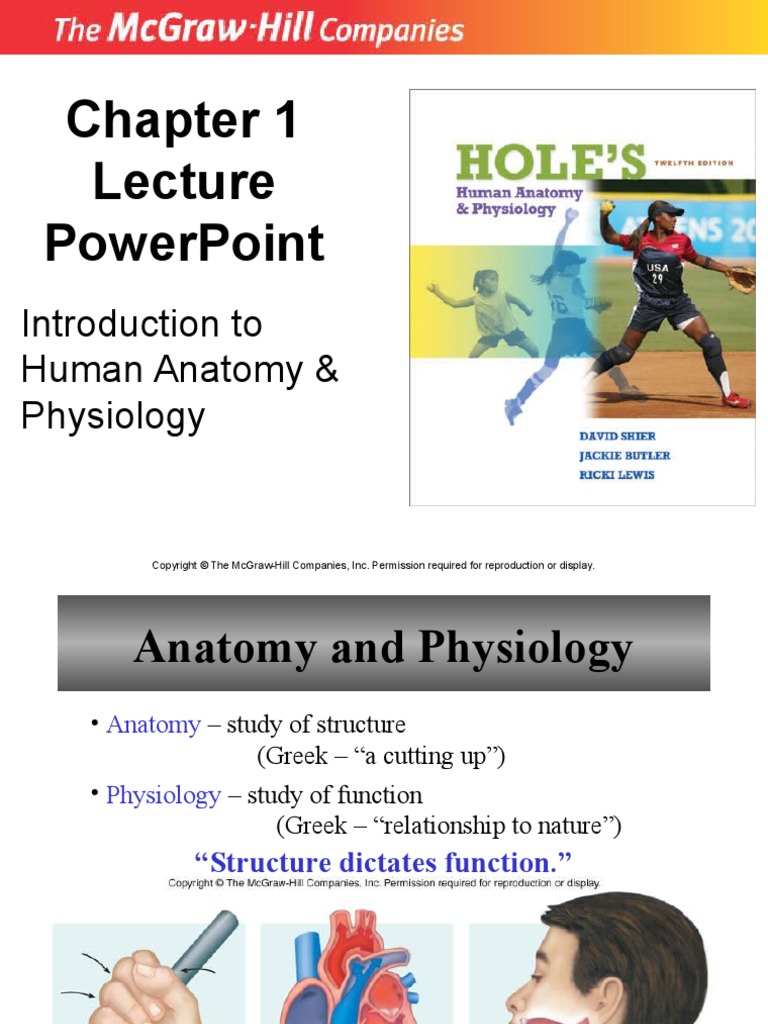 Powerpoint: Introduction To Human Anatomy & Physiology | Download Free ...