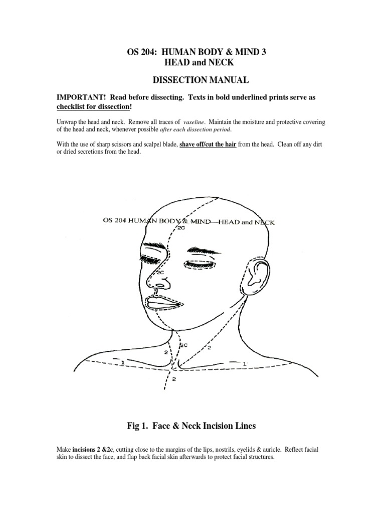 Head and Neck Dissection Manual | PDF | Common Carotid Artery | Larynx