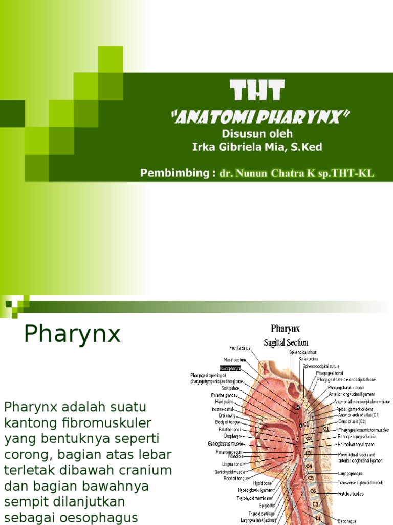 STRUKTUR DAN FUNGSI FARING | PDF